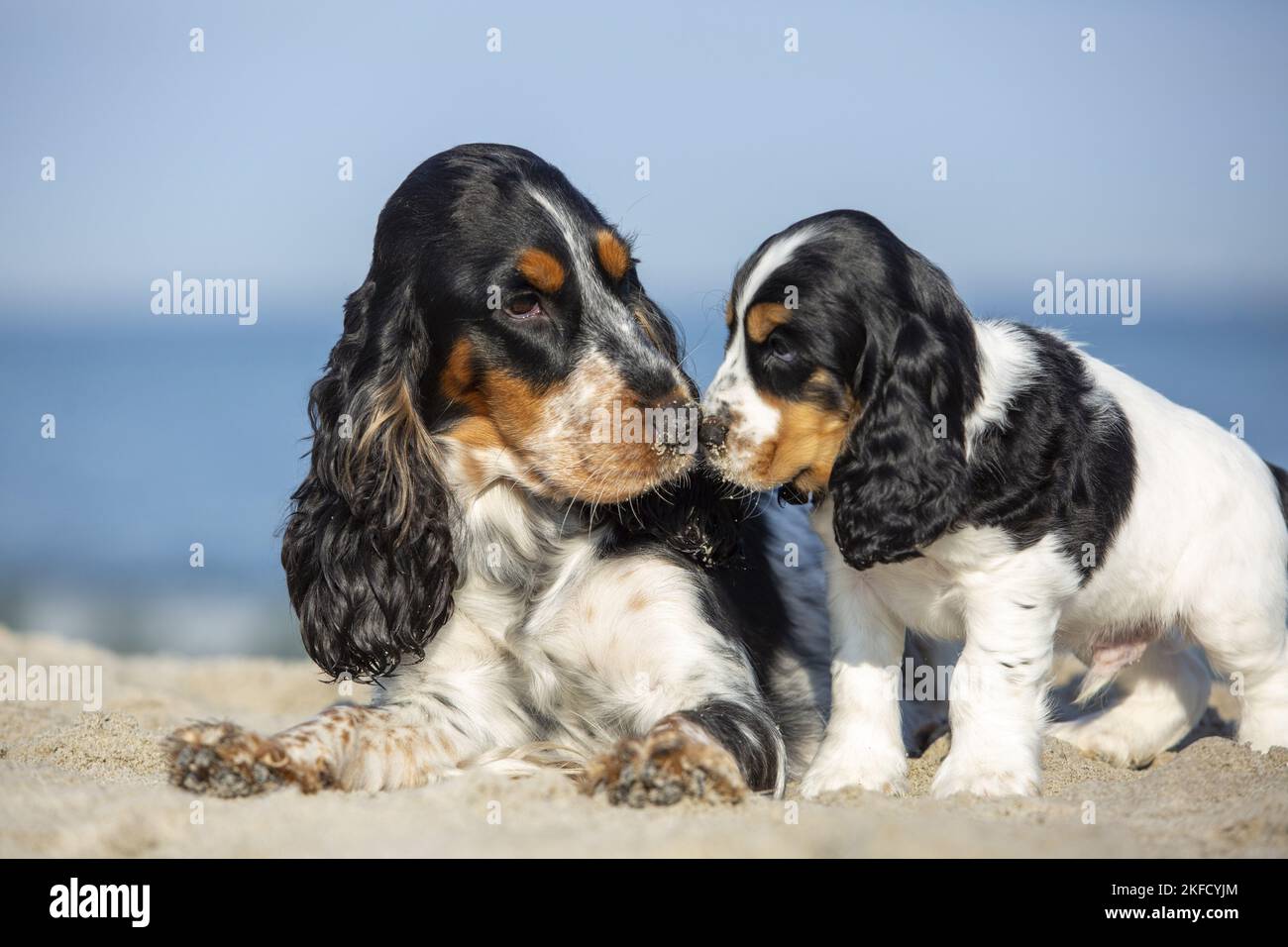 English Cocker Spaniel at the beach Stock Photo - Alamy