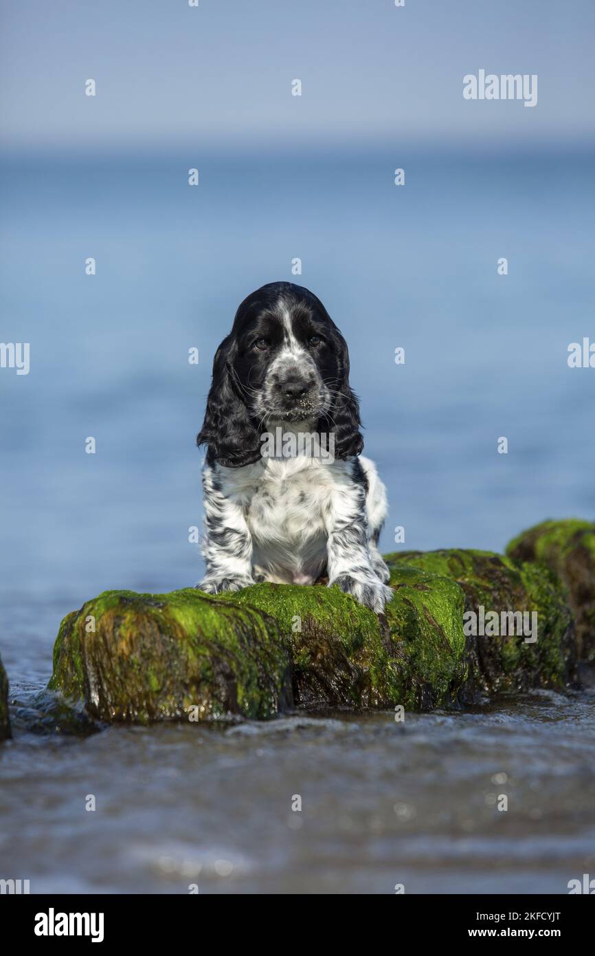 sitting English Cocker Spaniel Puppy Stock Photo - Alamy