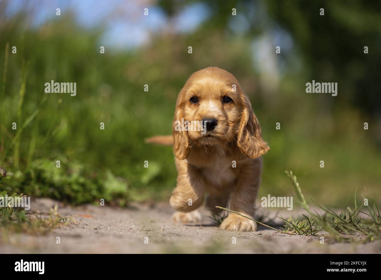 running English Cocker Spaniel puppy Stock Photo - Alamy