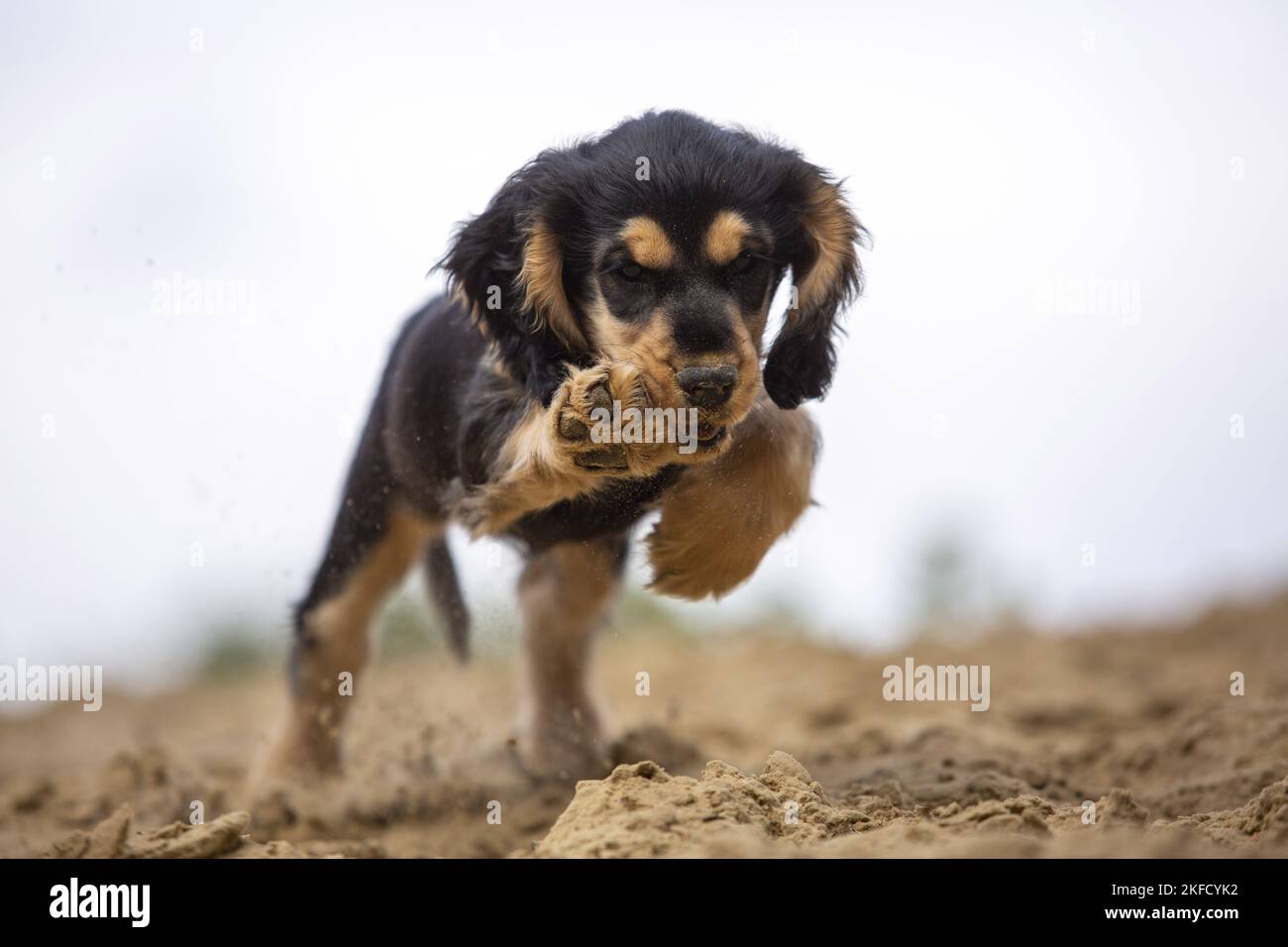 running English Cocker Spaniel puppy Stock Photo - Alamy