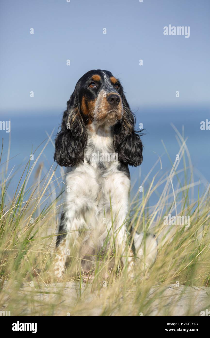 sitting English Cocker Spaniel Stock Photo - Alamy
