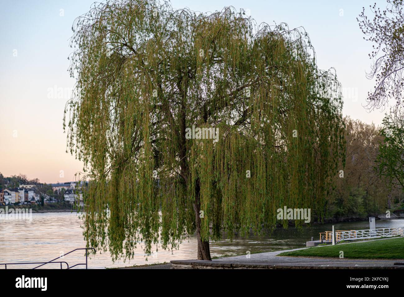 A beautiful tree at the Rhine in Koblenz, Germany Stock Photo - Alamy
