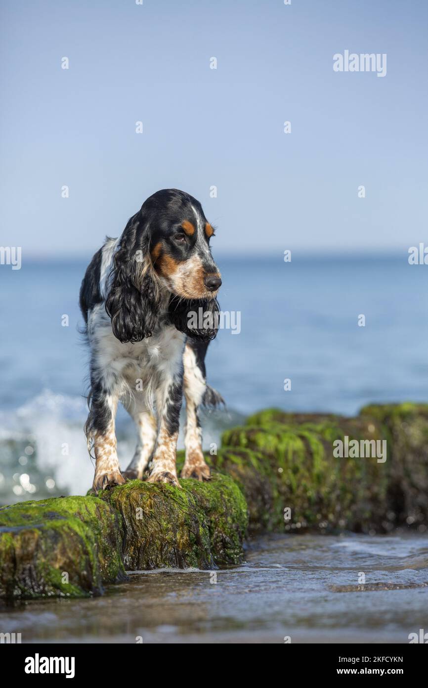 standing English Cocker Spaniel Stock Photo - Alamy