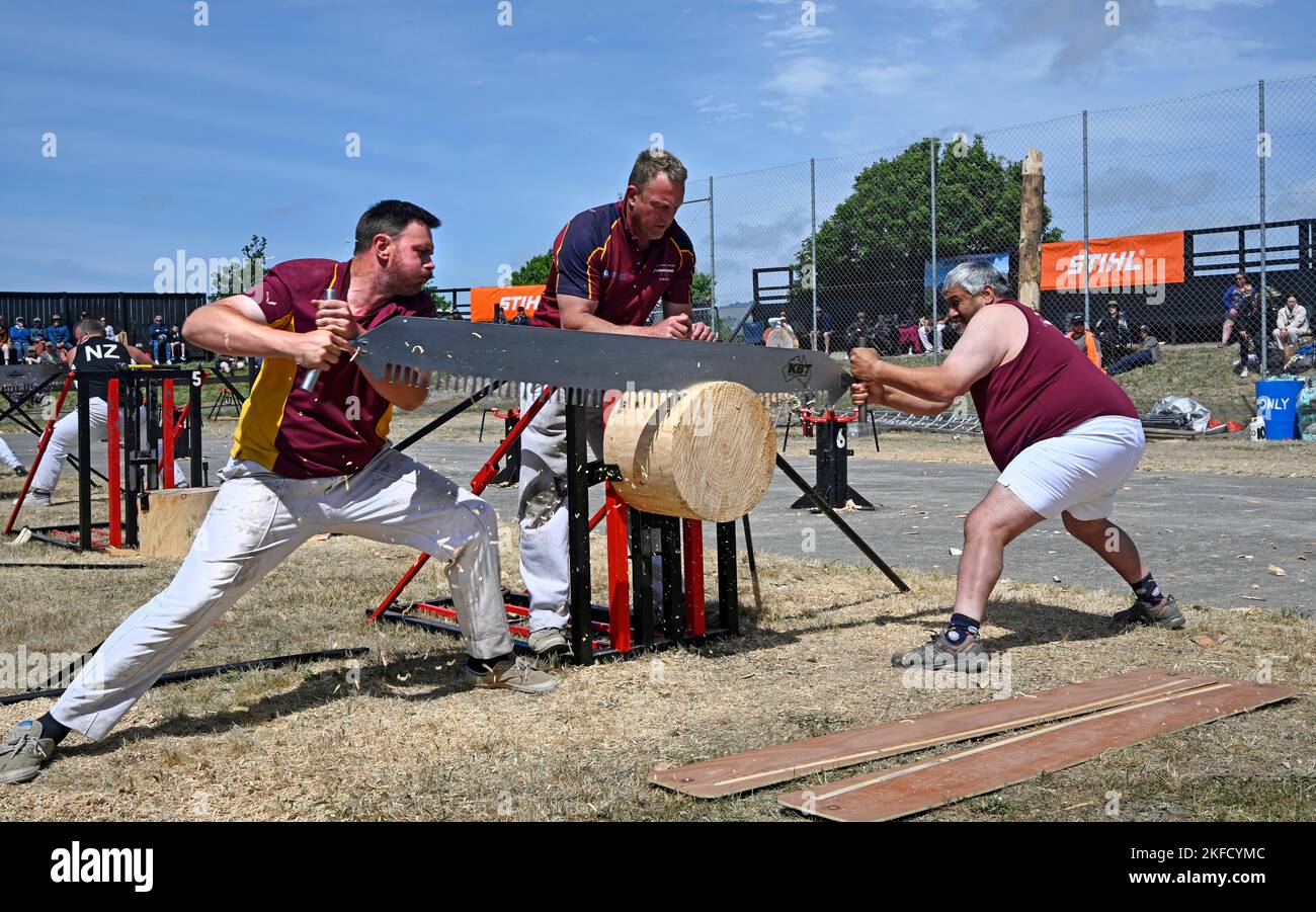 Christchurch; New Zealand - November 11; 2022; Woodchopping - and they ...