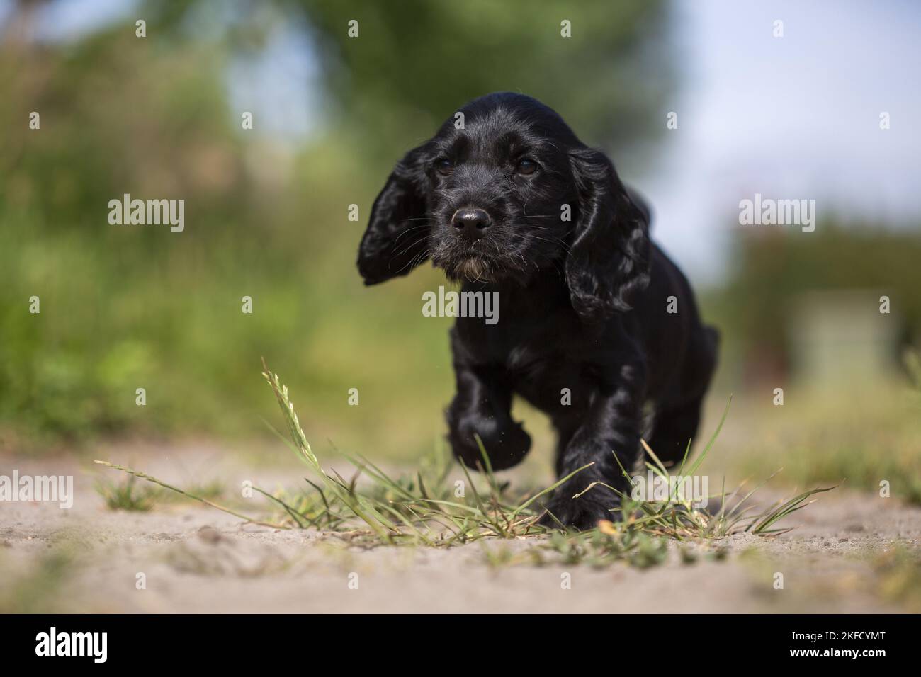 black English Cocker Spaniel puppy Stock Photo - Alamy
