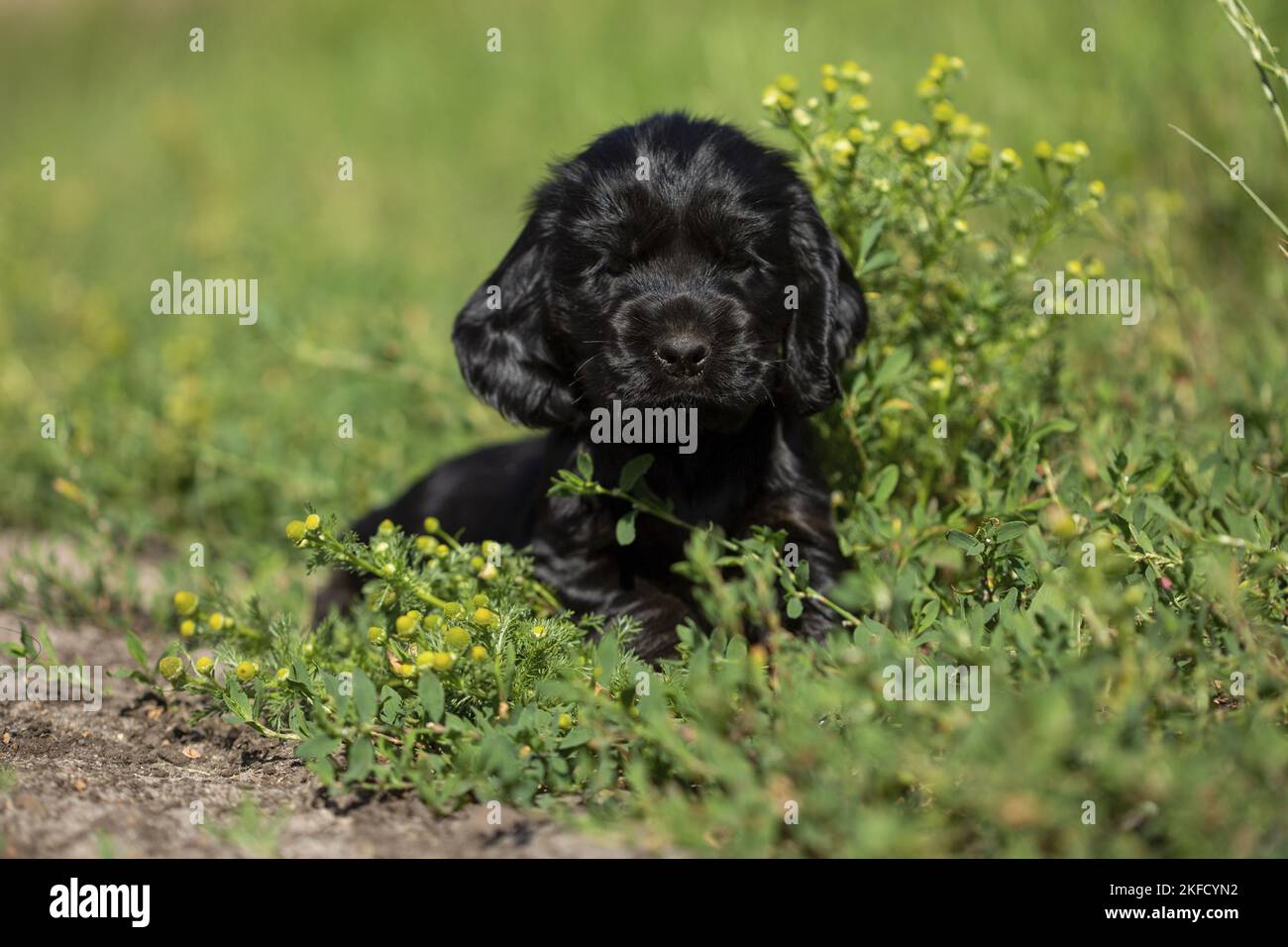 English Cocker Spaniel puppy between flowers Stock Photo - Alamy