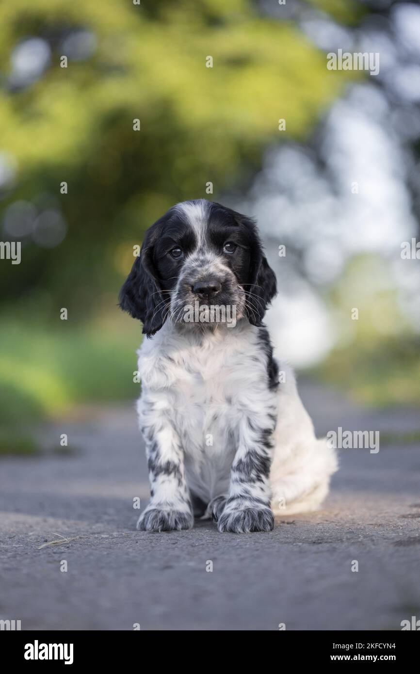 sitting English Cocker Spaniel puppy Stock Photo - Alamy