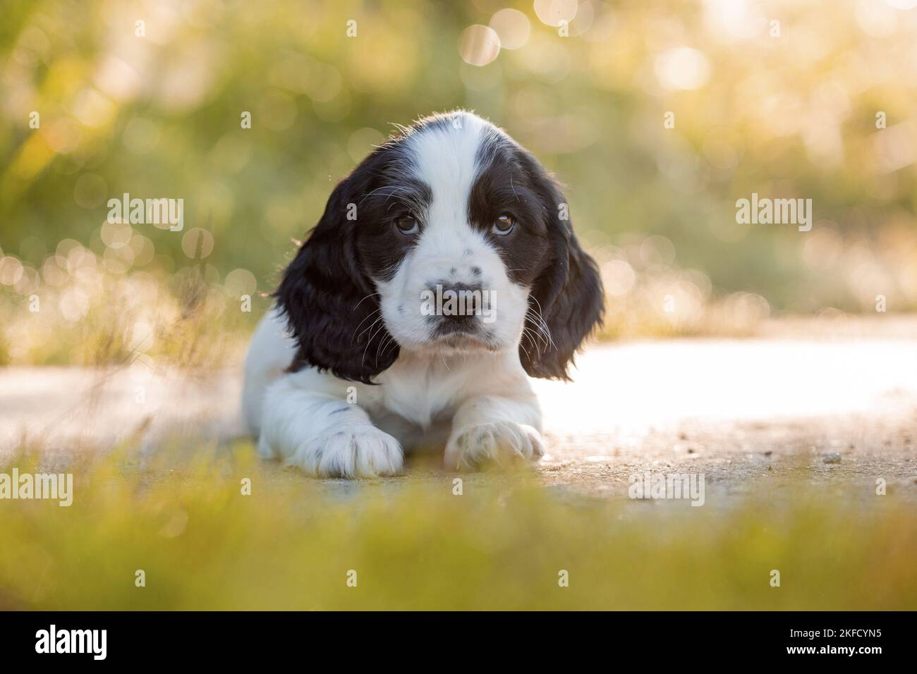 six weeks old English Cocker Spaniel puppy Stock Photo - Alamy