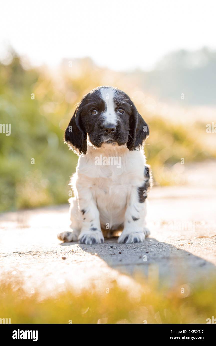 sitting English Cocker Spaniel puppy Stock Photo - Alamy