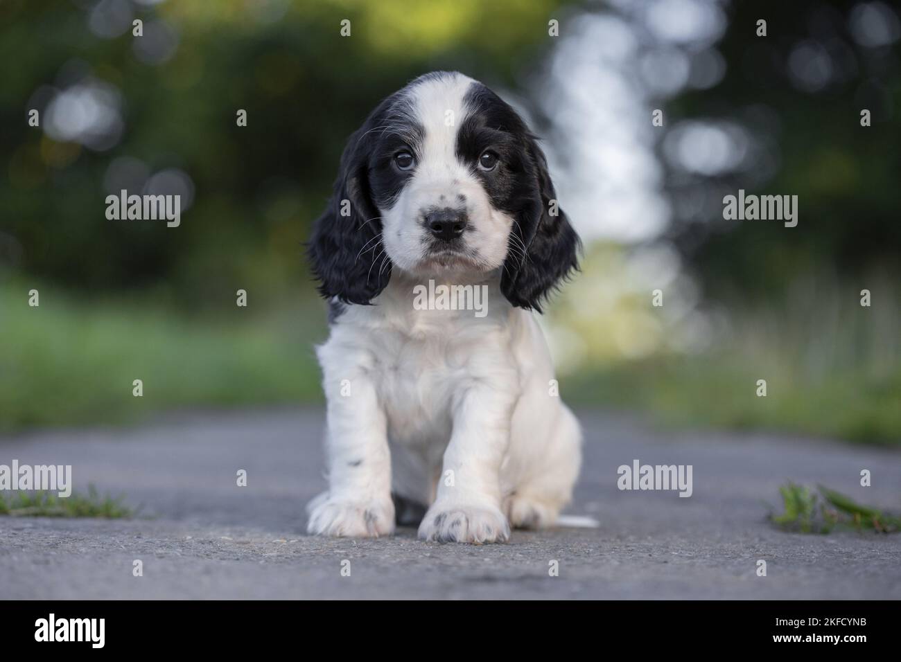 sitting English Cocker Spaniel puppy Stock Photo - Alamy