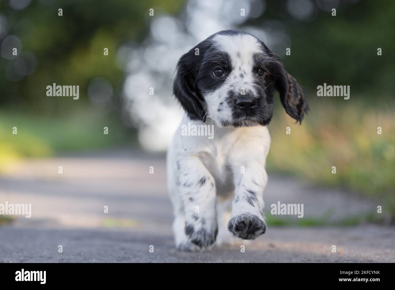 running English Cocker Spaniel puppy Stock Photo - Alamy
