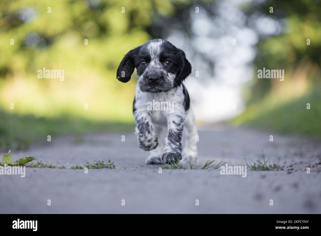 running English Cocker Spaniel puppy Stock Photo - Alamy