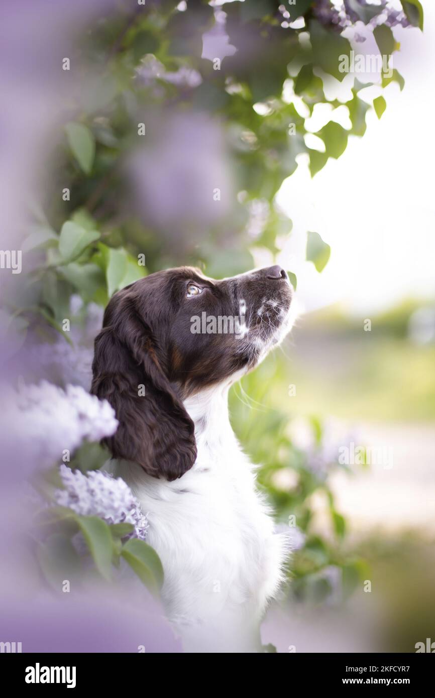 Profile of spaniels head hi-res stock photography and images - Alamy