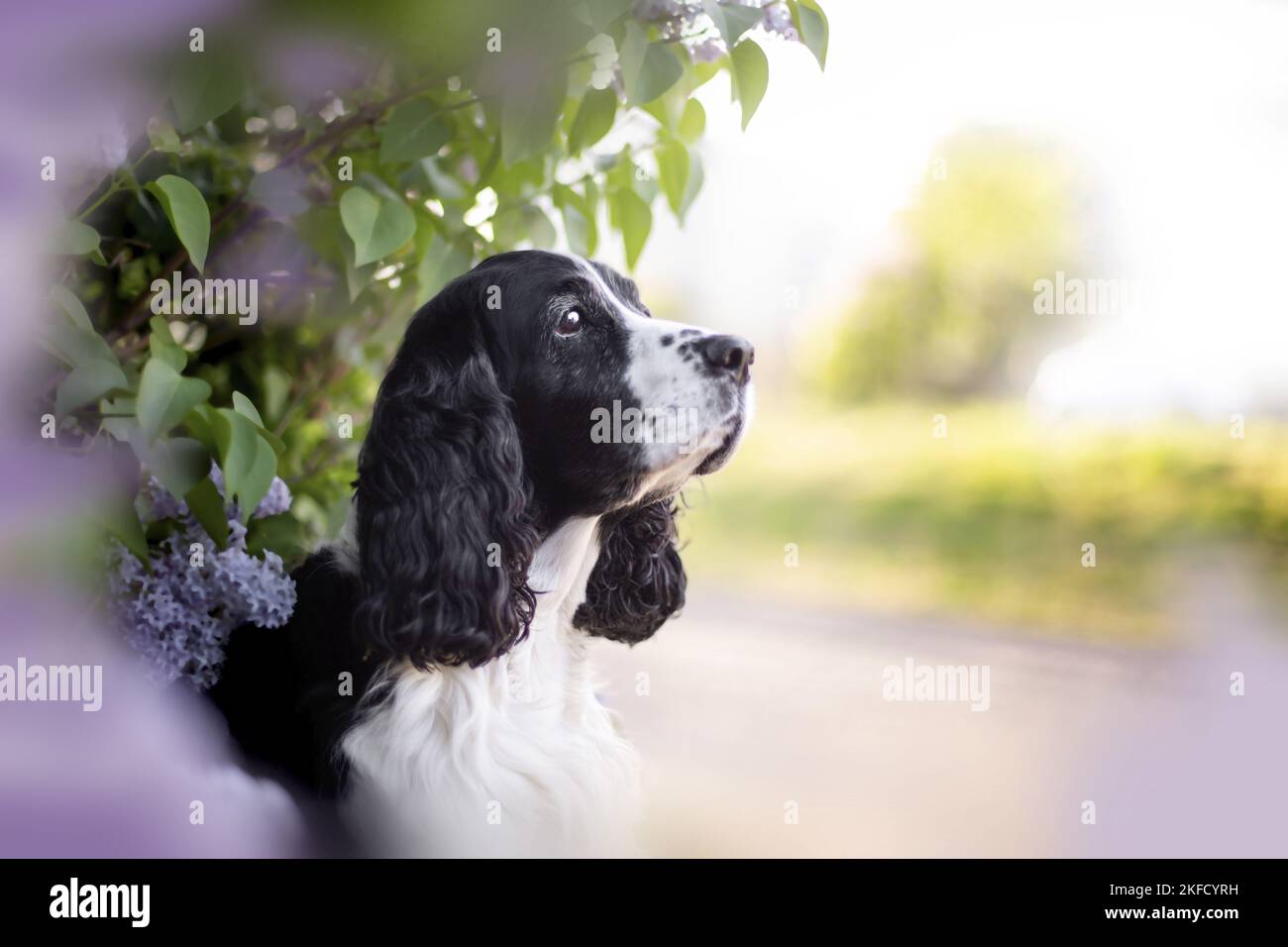 English springer spaniel in lilac Stock Photo - Alamy