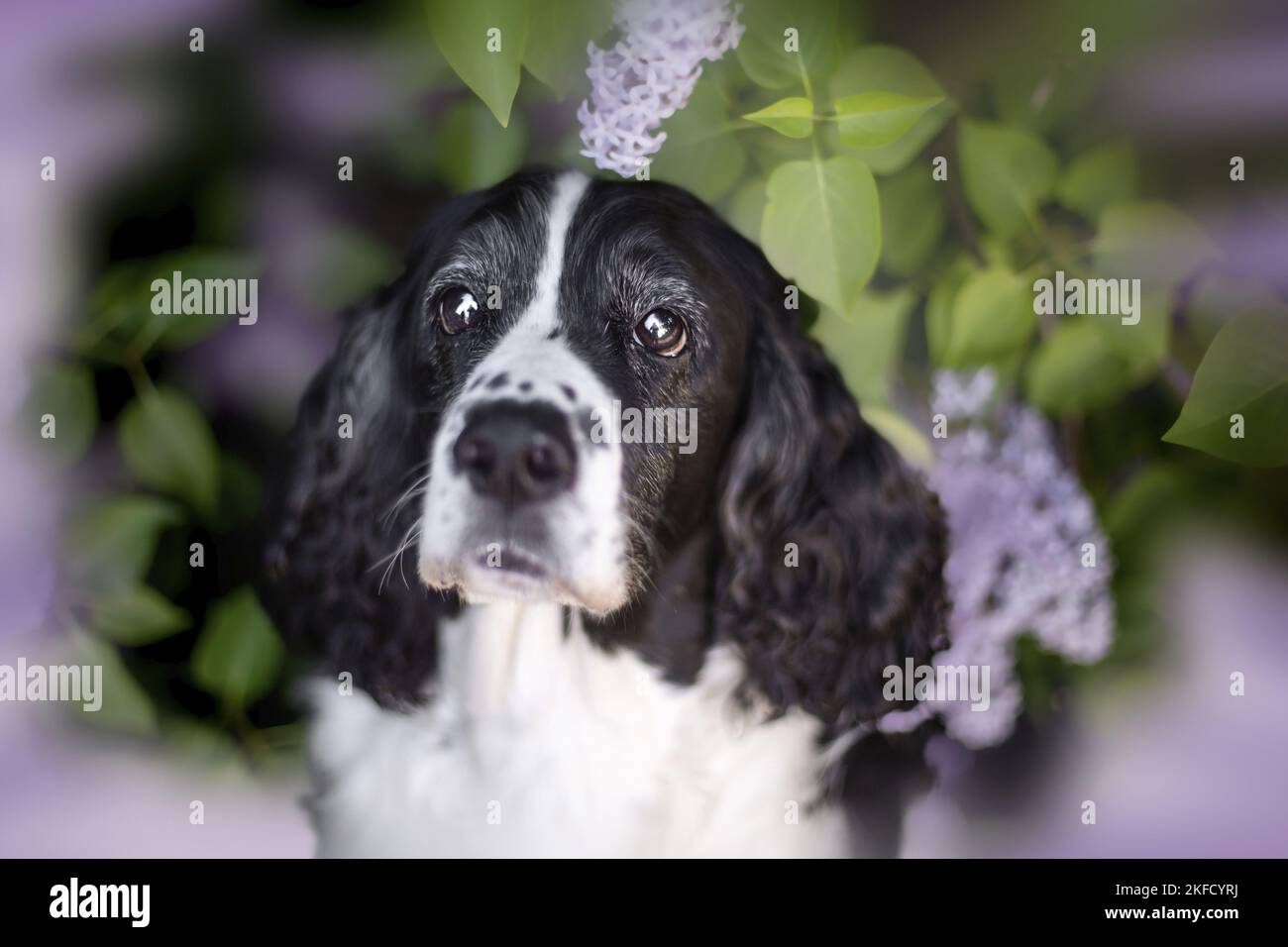 English springer spaniel in lilac Stock Photo - Alamy