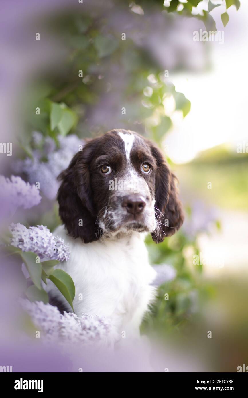 English springer spaniel in lilac Stock Photo - Alamy