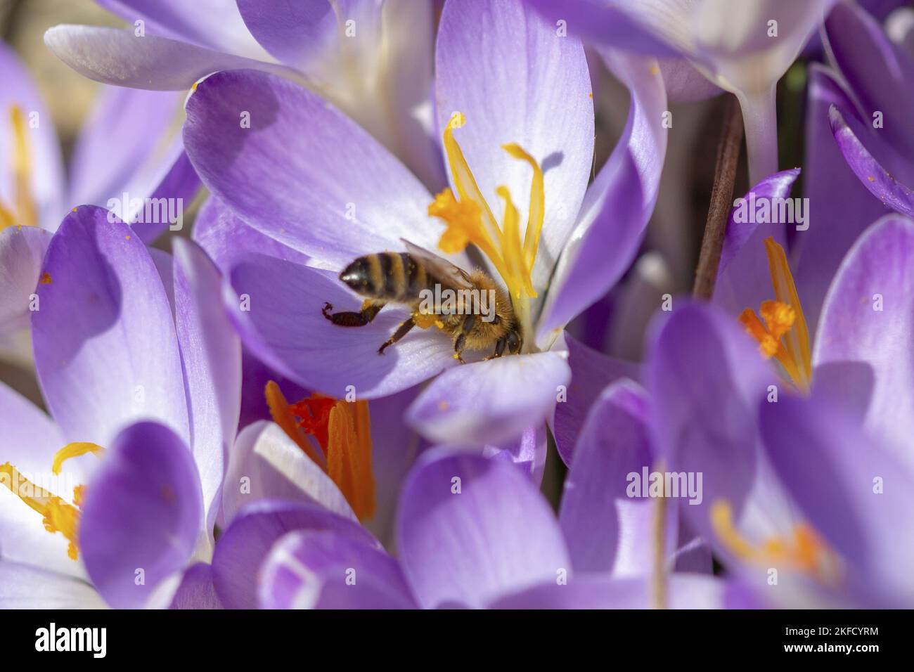 Crocus flowers bee hi-res stock photography and images - Alamy