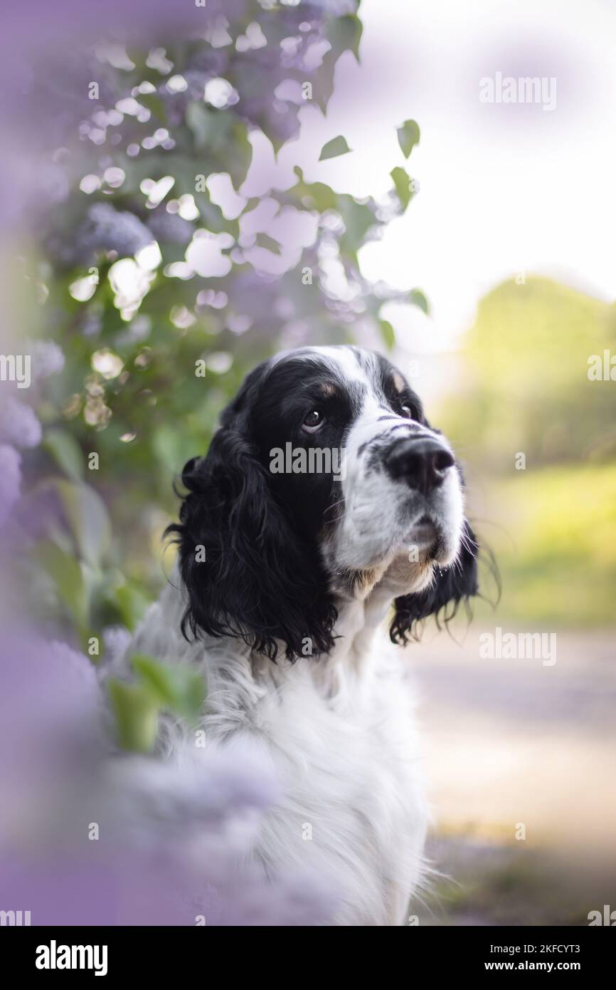 Springer spaniel dog in the flowers hi-res stock photography and images ...