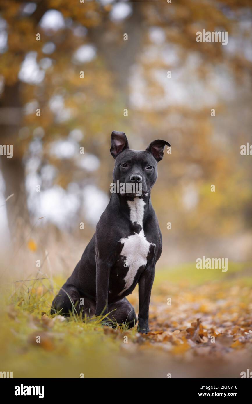 American pit bull terrier sitting hi-res stock photography and images ...