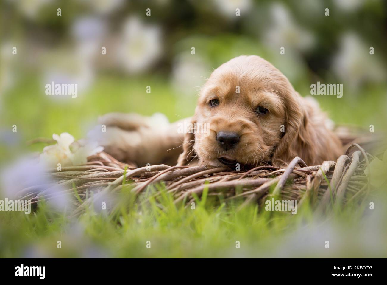 Cocker spaniel laying down in hi-res stock photography and images - Alamy