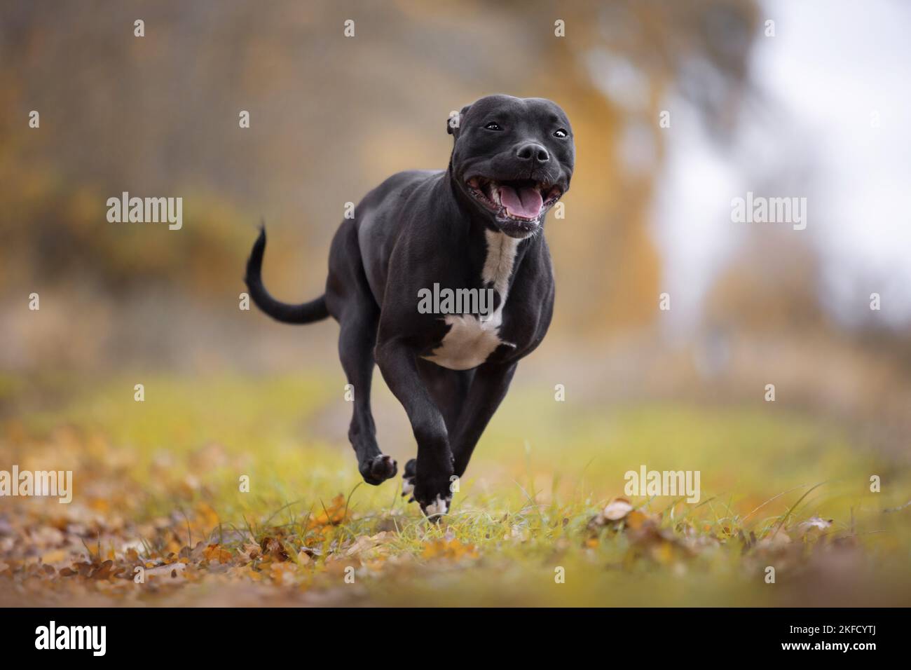 Pitbull running meadow hi-res stock photography and images - Alamy