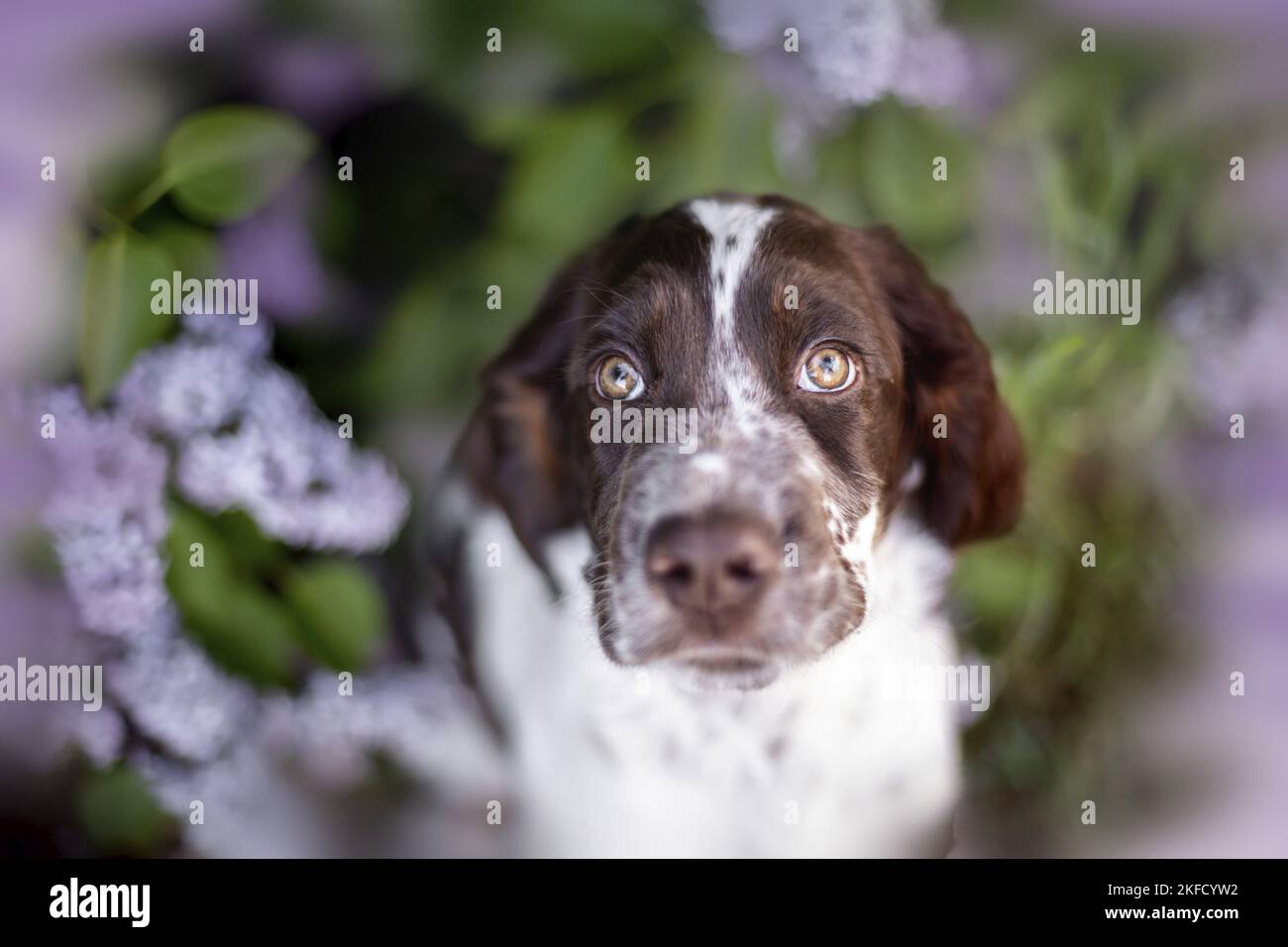 English springer spaniel in lilac Stock Photo - Alamy