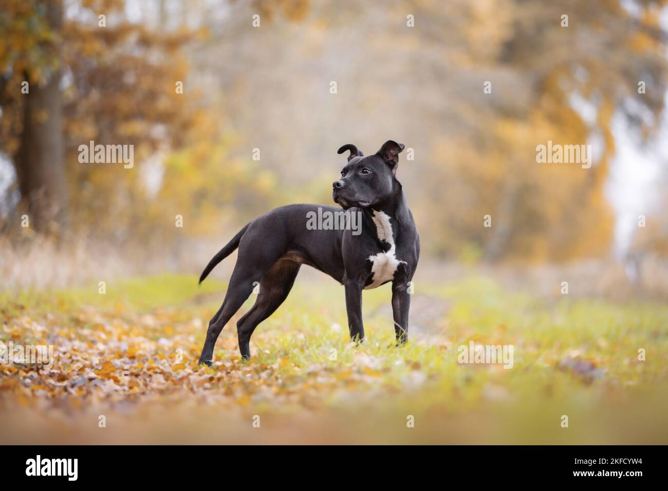 standing American Pit Bull Terrier Stock Photo - Alamy