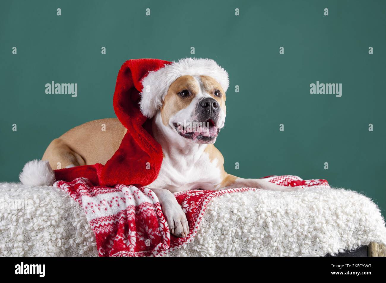 American staffordshire terrier christmas hi-res stock photography and ...