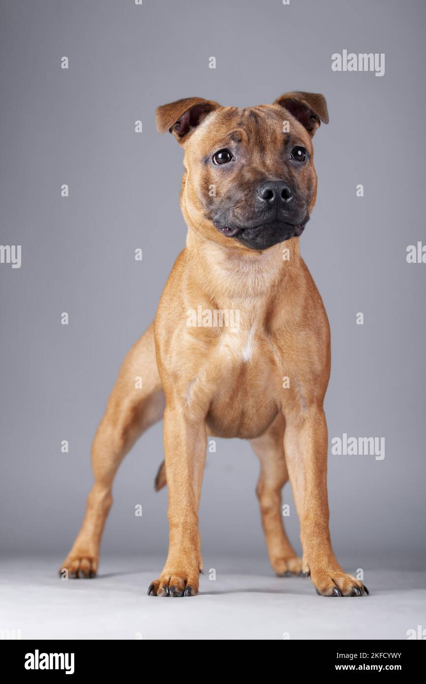 standing Staffordshire Bullterrier Stock Photo - Alamy