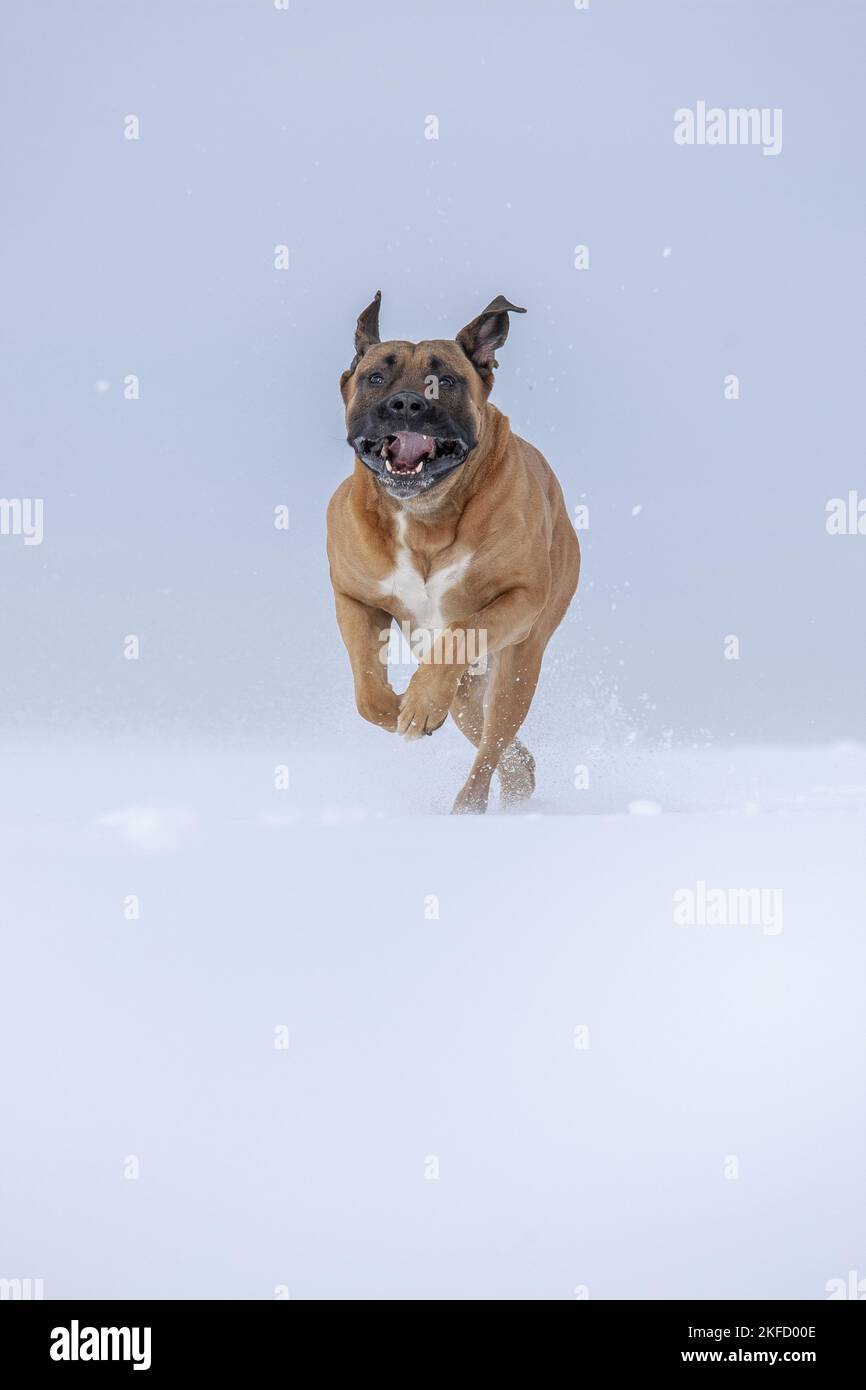 running Cane Corso Stock Photo - Alamy