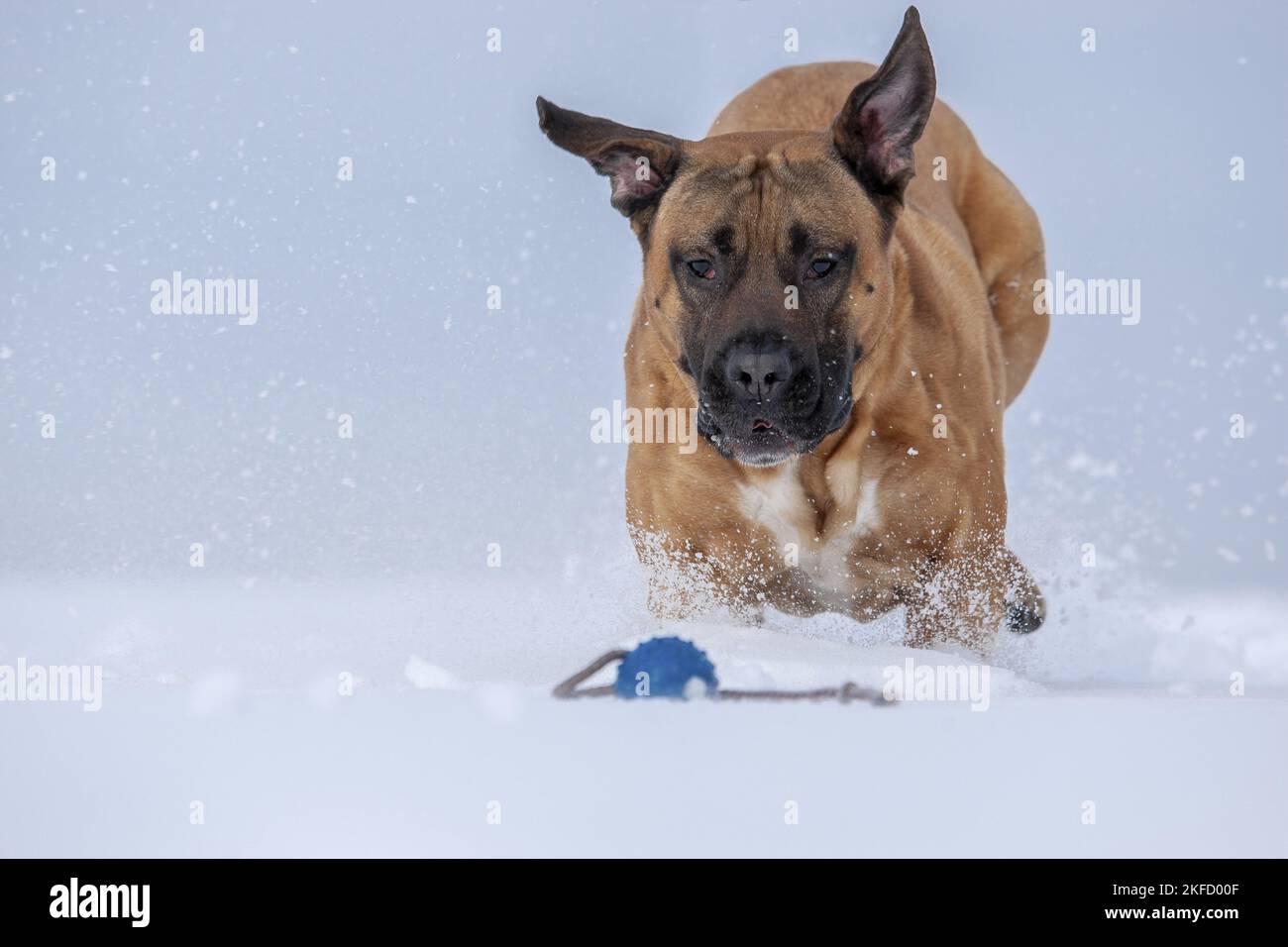 Playing cane corso hi-res stock photography and images - Alamy