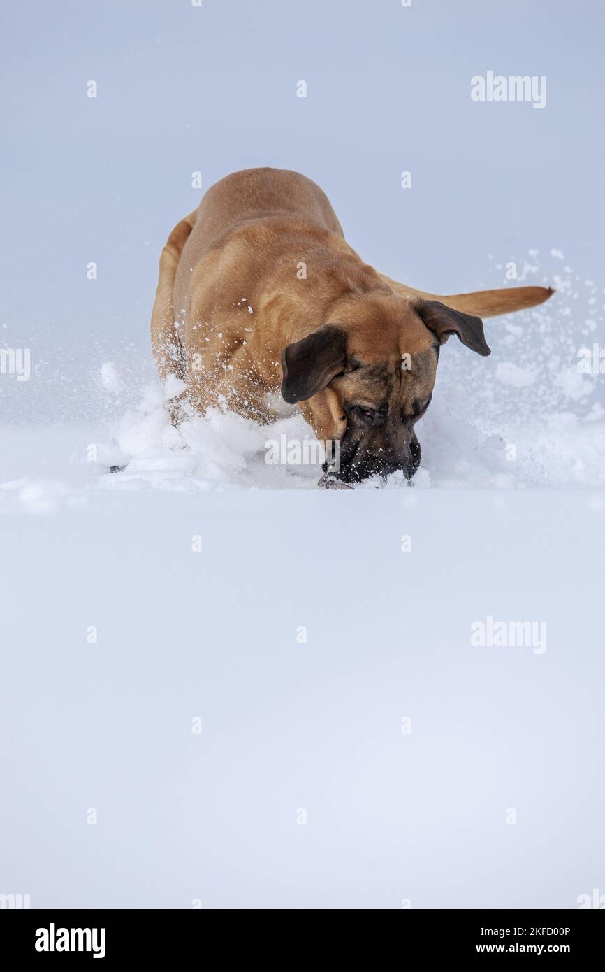 running Cane Corso Stock Photo - Alamy