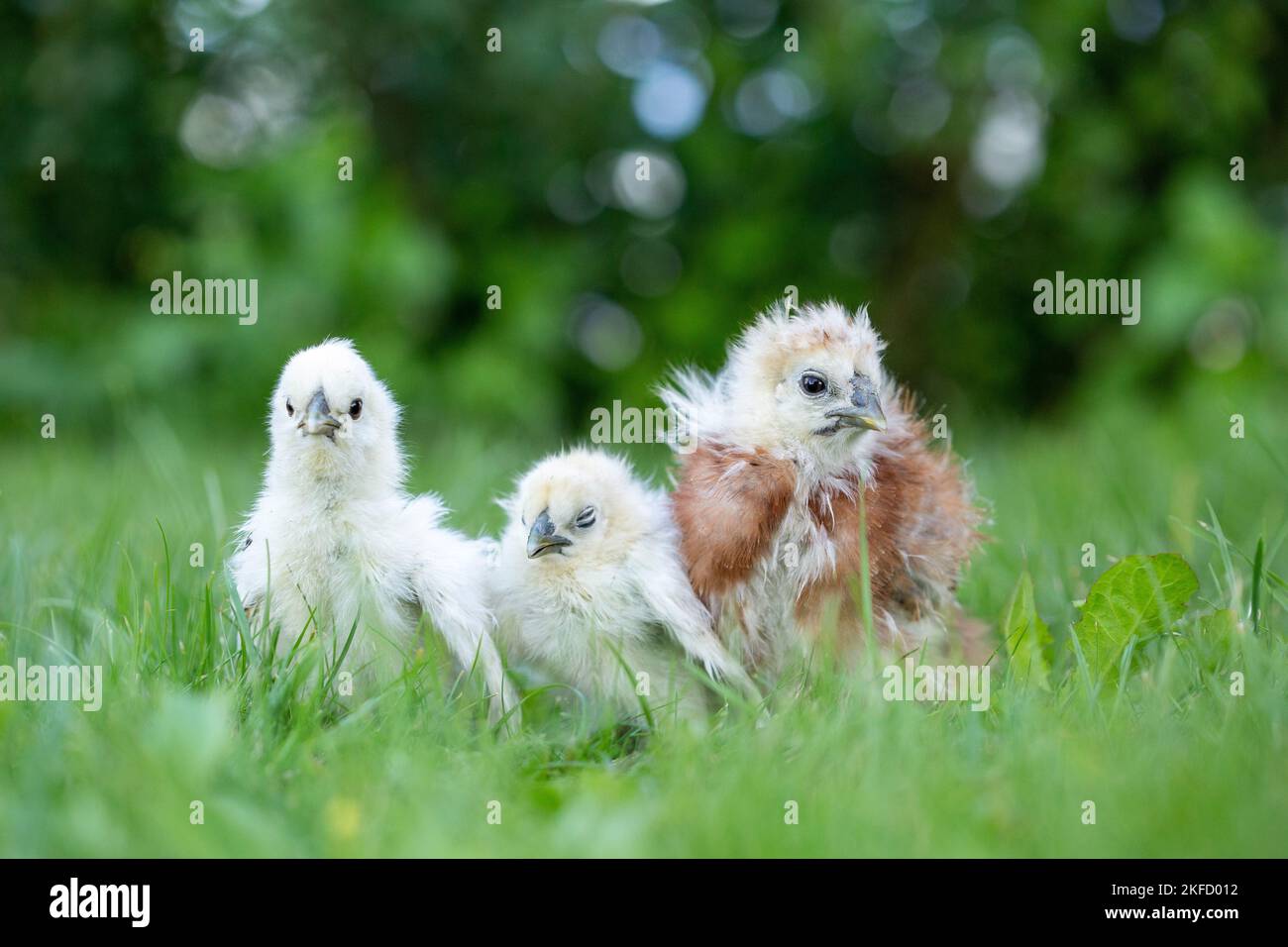 Three Yellow Chicks Gallus Hi res Stock Photography And Images Alamy Three Yellow Chicks Gallus Hi res Stock Photography And Images Alamy