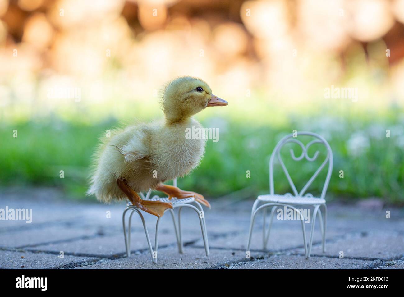 Floor duckling hi-res stock photography and images - Alamy