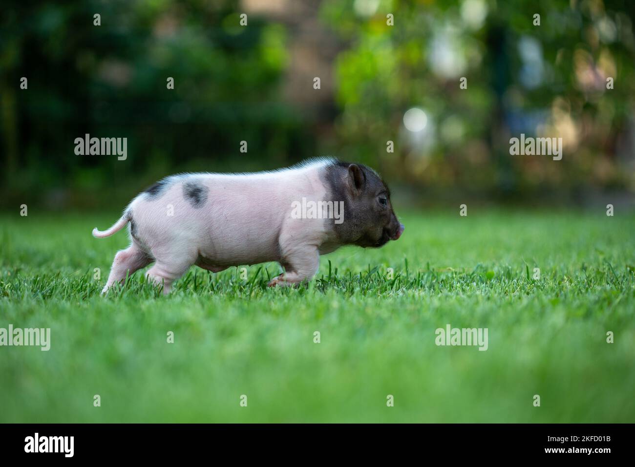 running Mini Pig Stock Photo - Alamy
