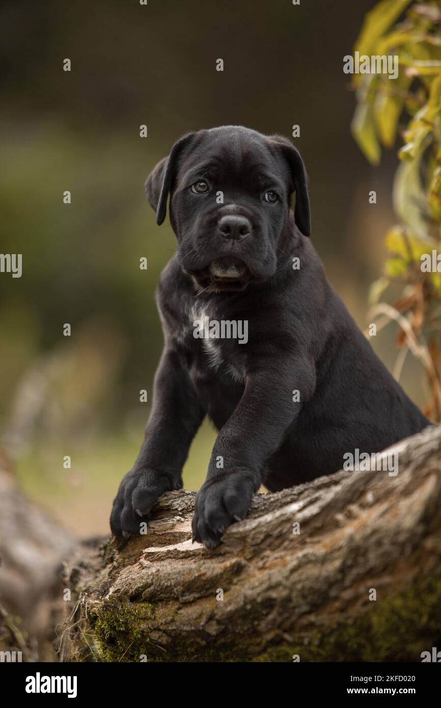 standing Cane Corso puppy Stock Photo - Alamy