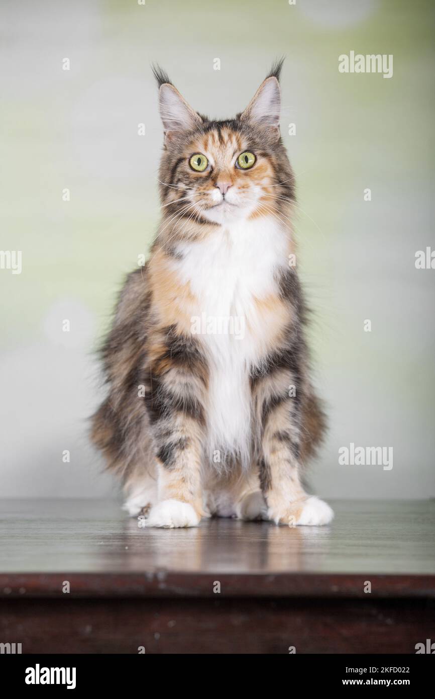 sitting Maine Coon Stock Photo - Alamy