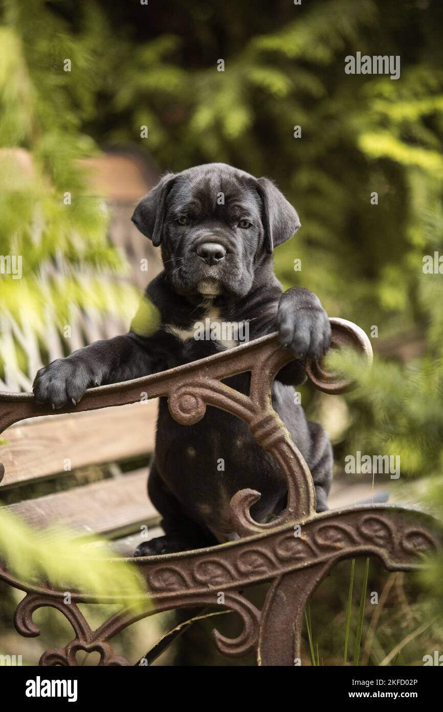 sitting Cane Corso puppy Stock Photo - Alamy