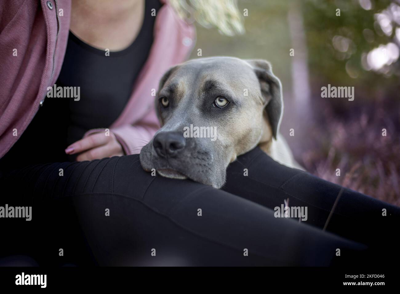 woman with Cane Corso Stock Photo - Alamy