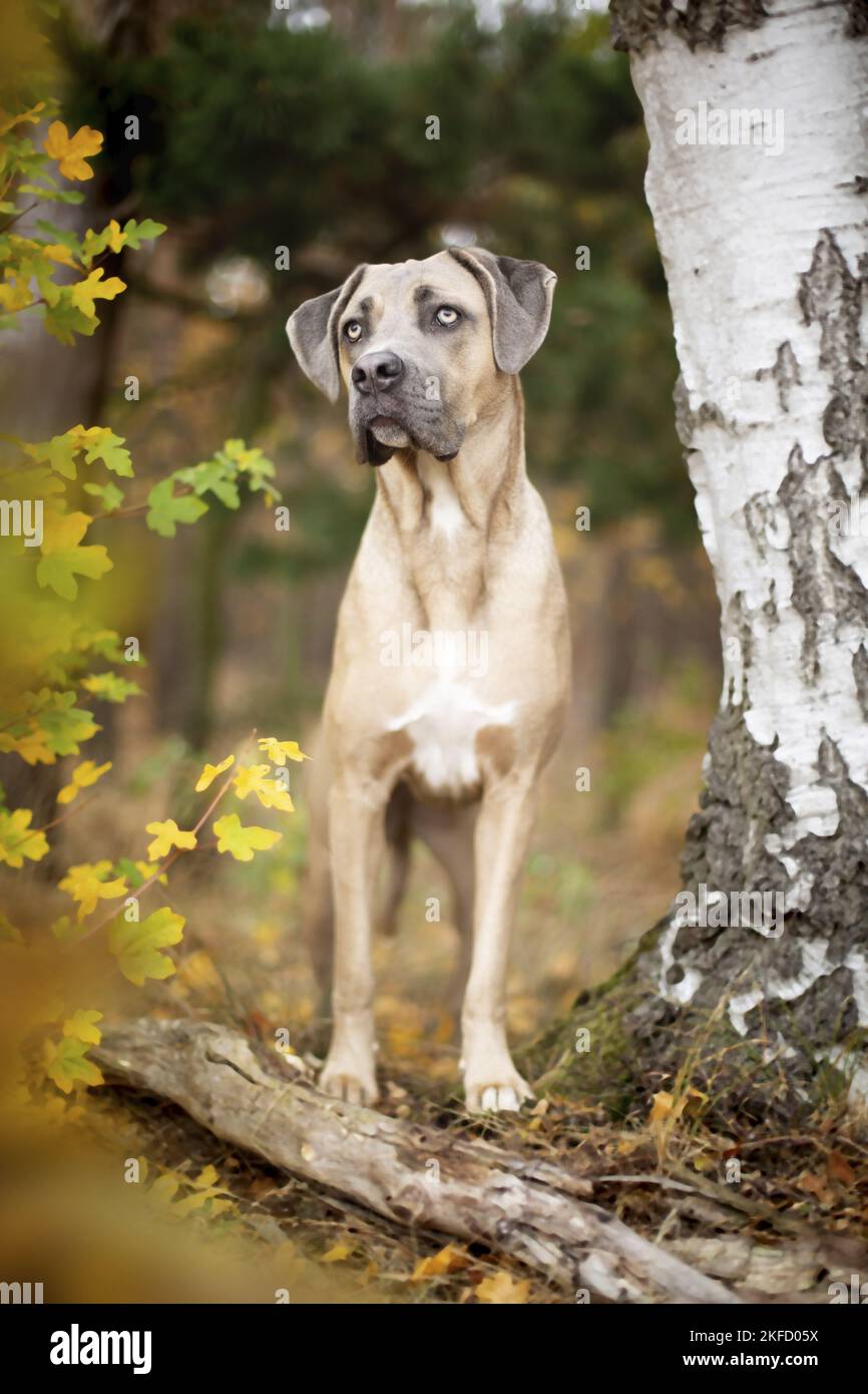 standing Cane Corso Stock Photo - Alamy