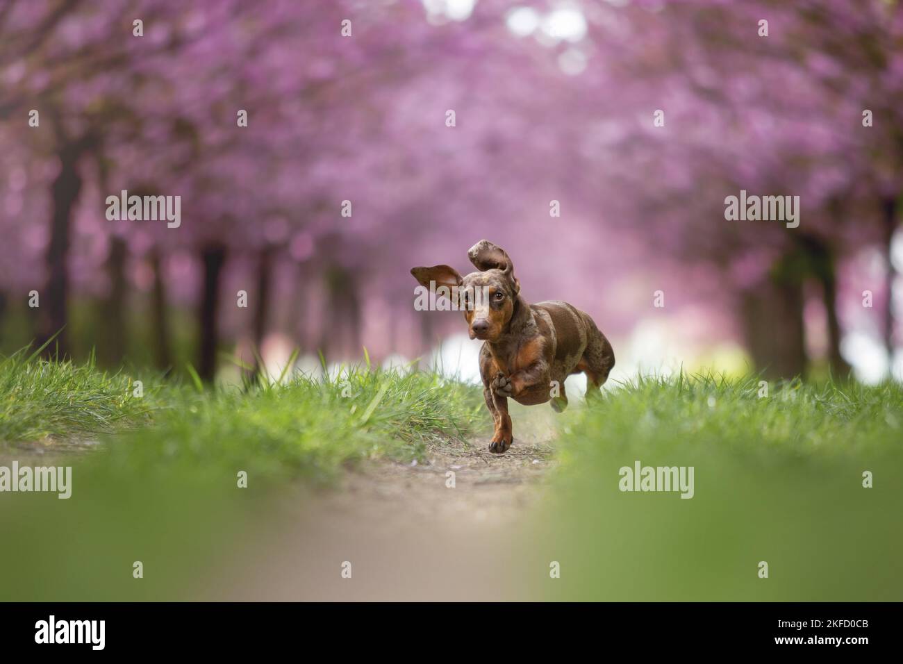 Running tiger spring hi-res stock photography and images - Alamy