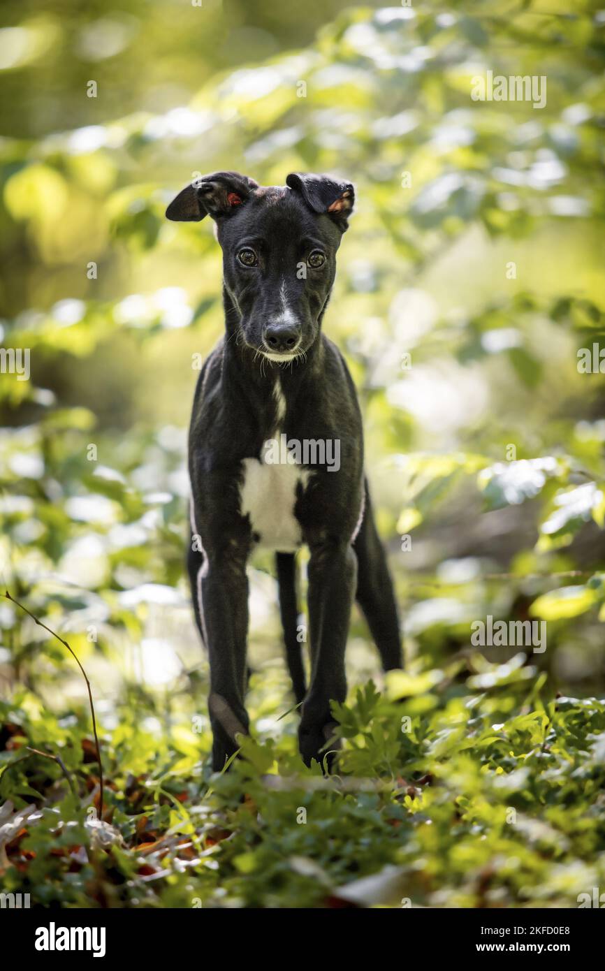 Greyhound in the sun hi-res stock photography and images - Alamy