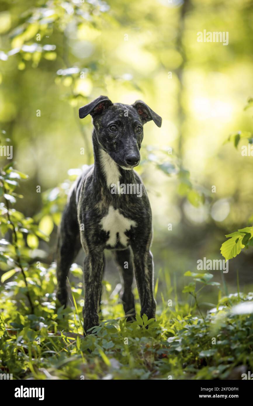 Greyhound in the sun hi-res stock photography and images - Alamy