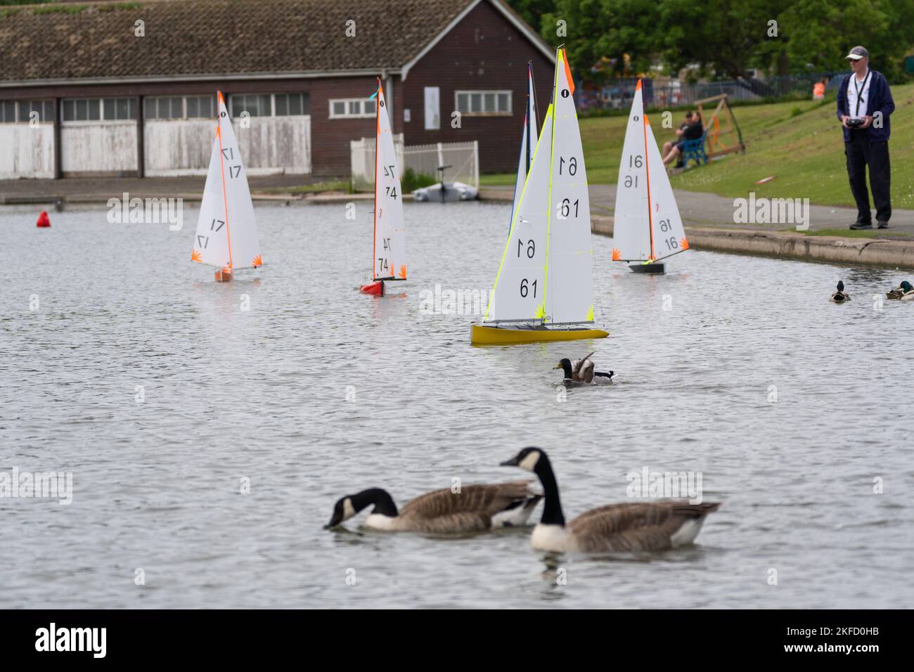 Beautiful RC Boats racing on a small lake, with a pair of Canadian ...