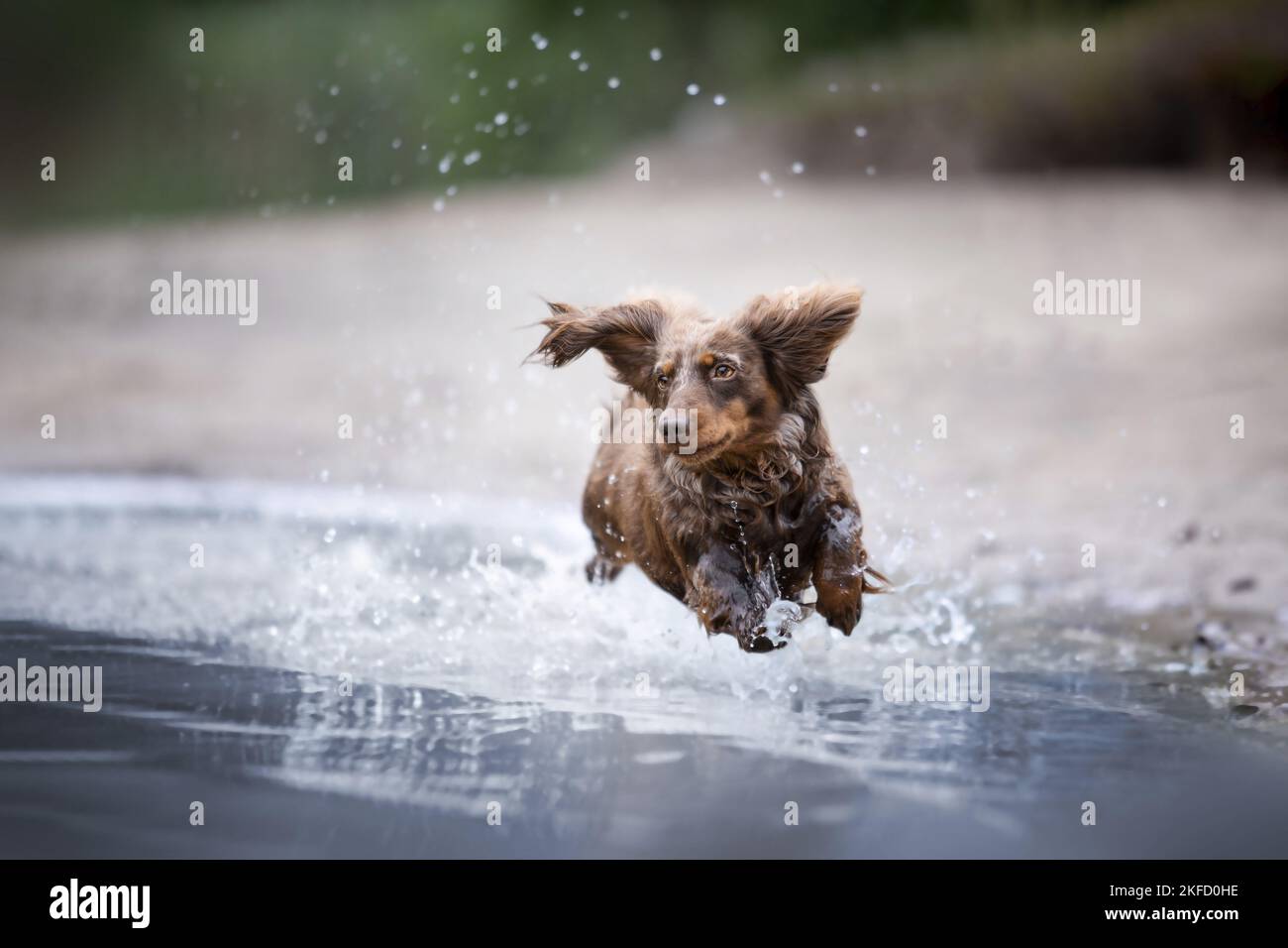 dachshund jumps into the water Stock Photo - Alamy