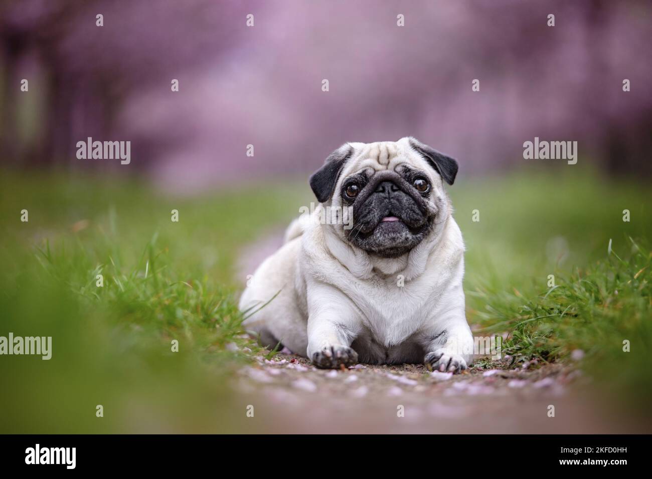 Pug in the cherry blossom Stock Photo - Alamy