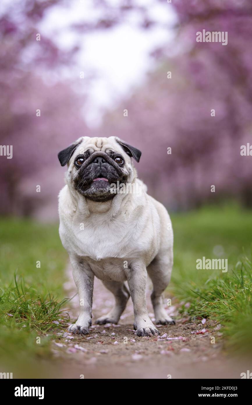 Pug in the cherry blossom Stock Photo - Alamy