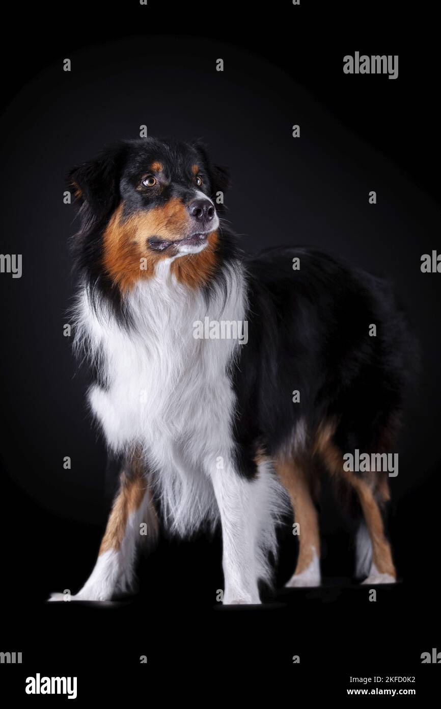 standing Australian Shepherd Stock Photo - Alamy
