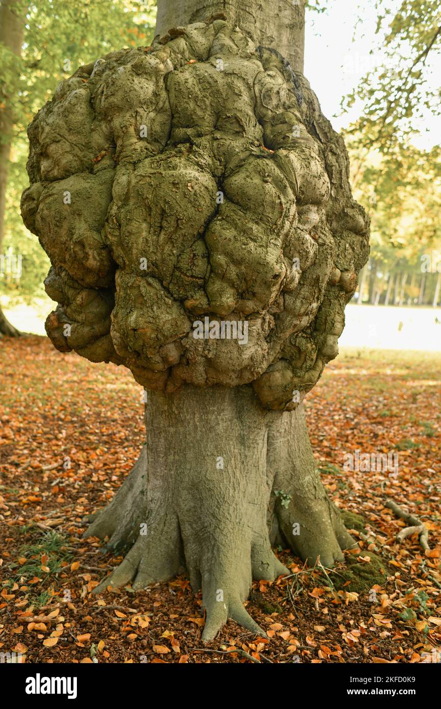 Tree trunk bulge hi-res stock photography and images - Alamy