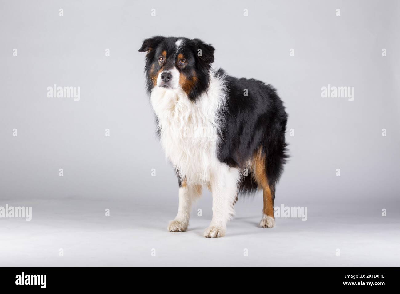 Aussie male standing hi-res stock photography and images - Alamy